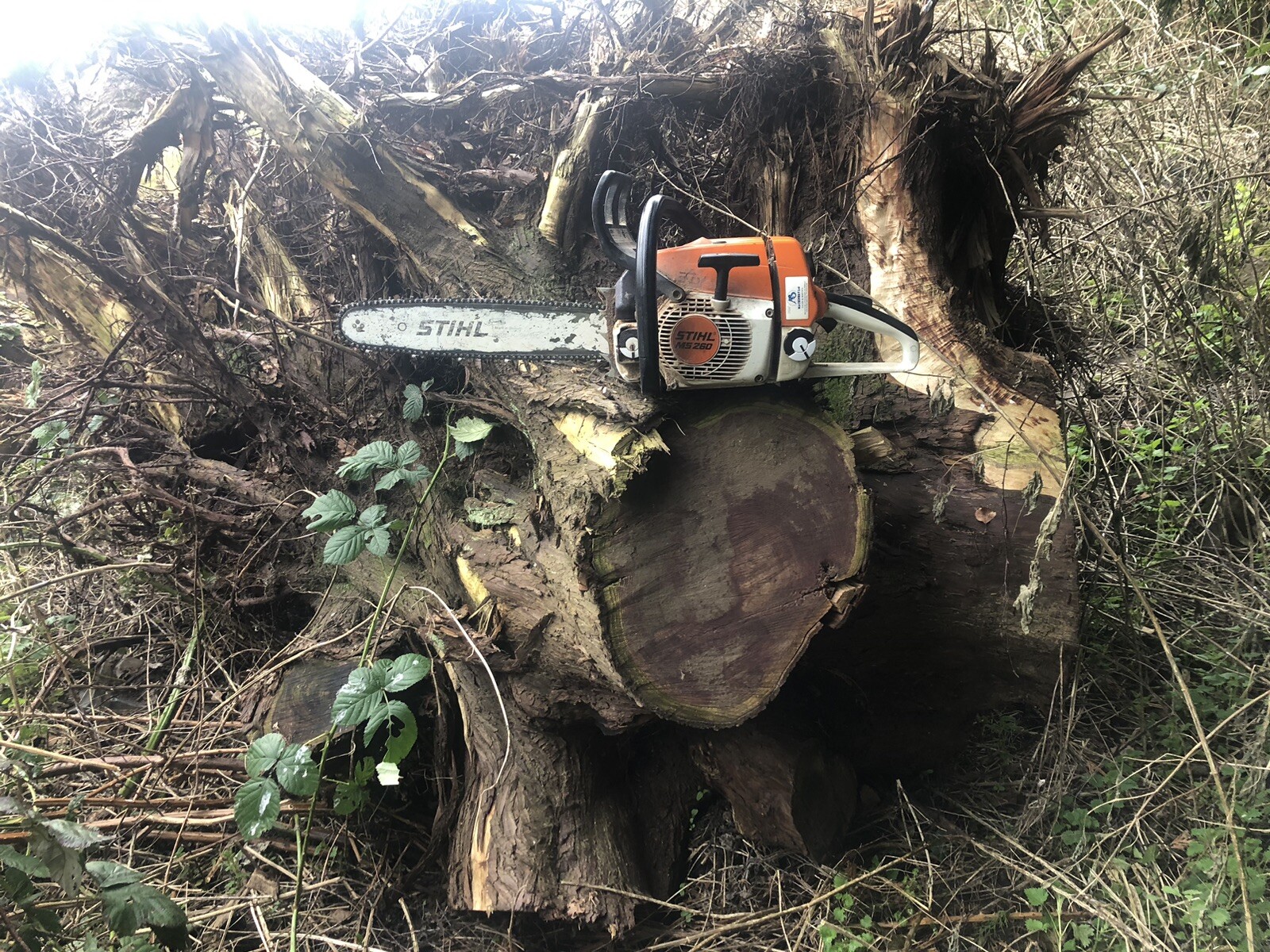 Large Tree Stump Root Stumpery Landscape Garden Feature Abstract Access ...