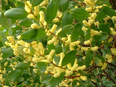 Acacia sophorae Coast Wattle/Boobyalla 15 seeds | eBay Australia