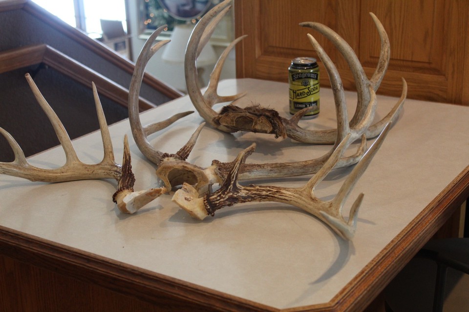 3 Whitetail Deer Mounts Taxidermy Antler Hunt Racks Log Cabin Wall ...