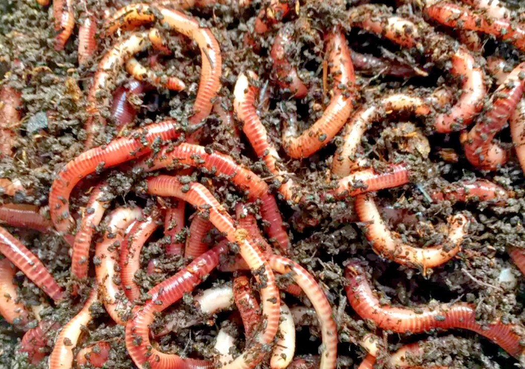 Live Baby Nightcrawler Worms Pet Fish Food Small Earthworm Trout Dilly ...