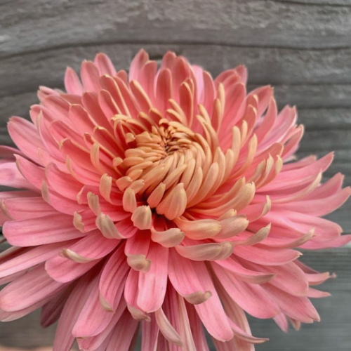 Blush Burst Mum Chrysanthemum Seeds 200+ Seeds Mum Flower, Flower Seeds ...