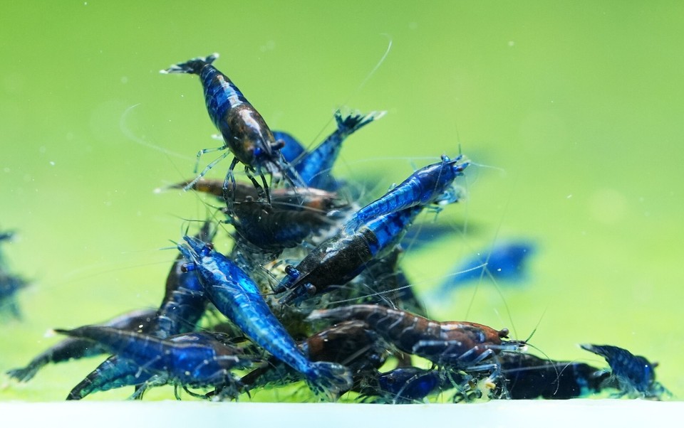 x10+2 BLUE DREAM SHRIMP (Cherry) Aquarium Neocaridina Shrimp HIGH GRADE ...