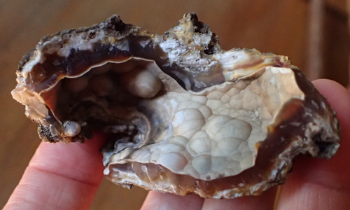 Botryoidal Fossil Coral Geode Fragment GA Agate Specimen Amber Gem Sea ...