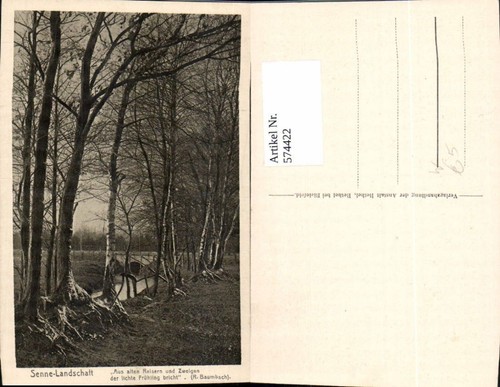574422,Senne Landschaft b. Bielefeld Paderborn Birken Bäume | eBay