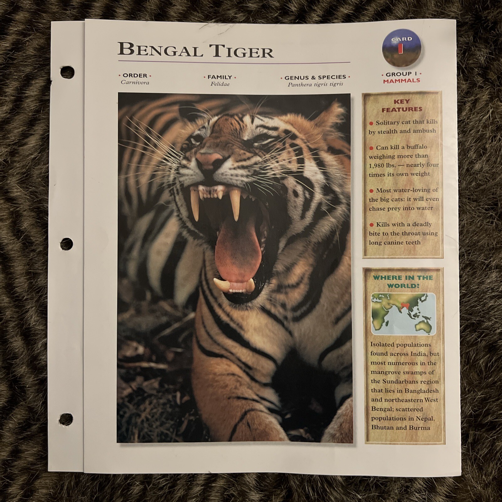 Set Of 8 - 1998 Wildlife Explorer Fold-out Binder Cards Group 1 Mammals ...