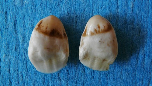 One VERY NICE !! matched pair of Bull Elk's Ivory teeth from - Salmon ...