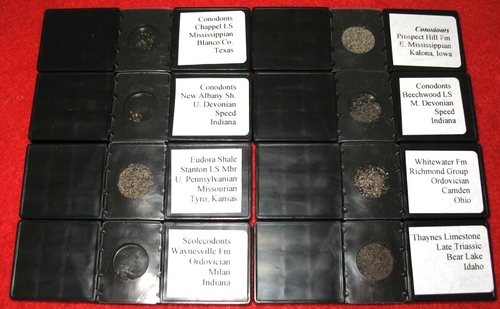 Ordovician to Triassic Conodont microfossil 8 slide collection rare ...