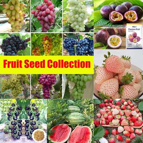 Garden Treasures Fresh Fruit Vegetable Fruit Seeds Grow Your Own Indoor ...