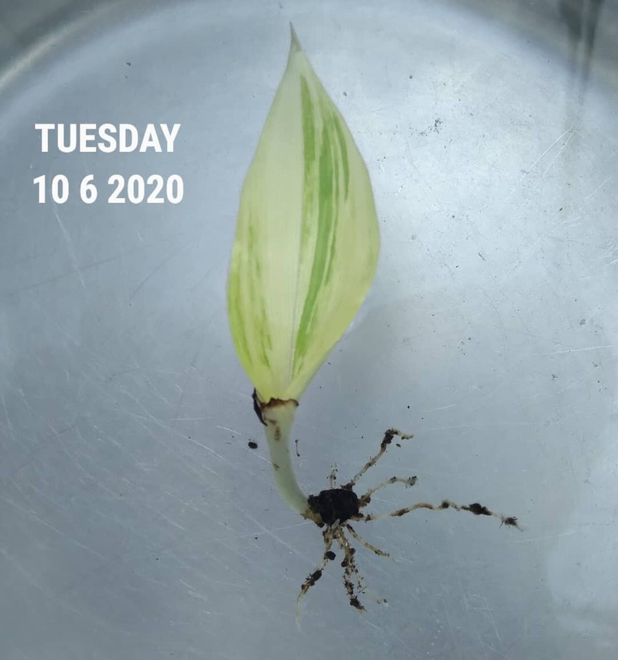 Yellow Variegated Musa Acuminata 'Golden Tiger' Banana Seeds - Pack of ...