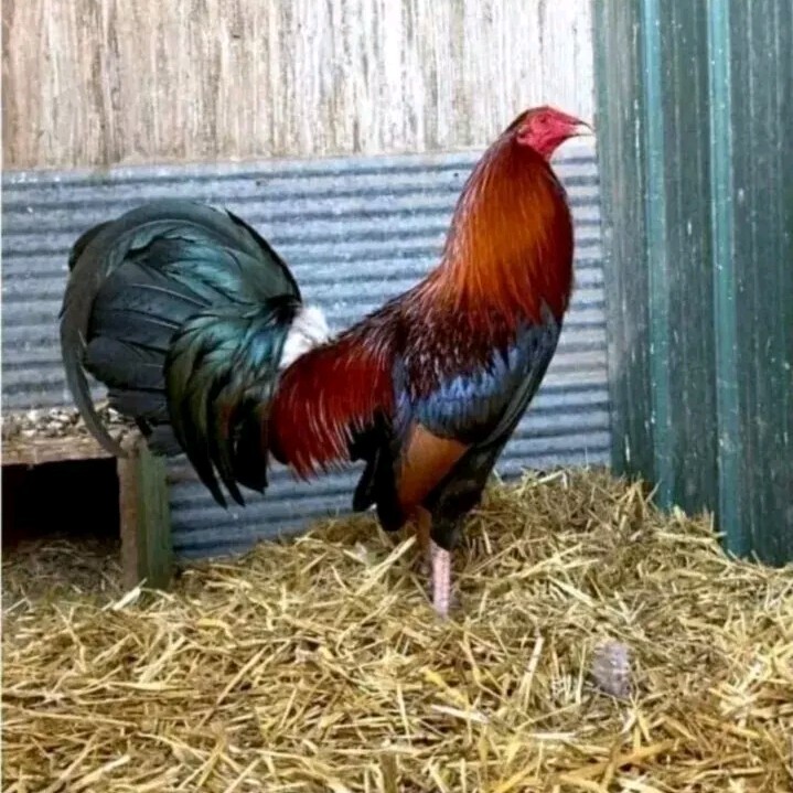 8 PURE CARDINAL CLUB KEL SO CHICKEN HATCHING EGGS LOYCE DEROUEN | eBay