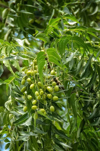 Neem Tree Seeds (10) – Azadirachta indica – Medicinal & Herbal Garden ...