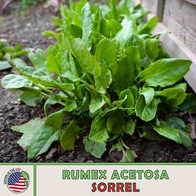 500 Sorrel Seeds, Rumex acetosa, Spinach Dock, Culinary, Non-GMO ...