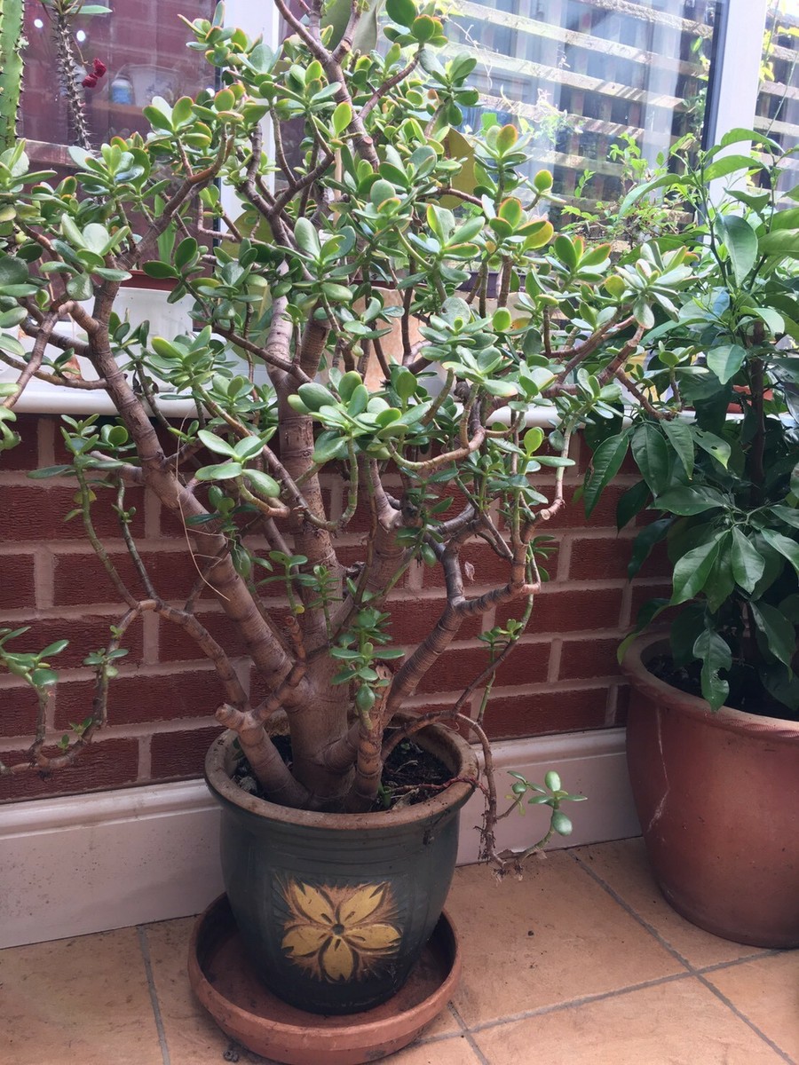 CUTE Crassula Ovata 'Crosby's Compact' Dwarf Baby Jade 10" Tall Plant