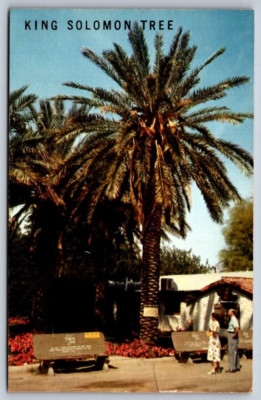 Chrome Postcard King Solomon Tree Coachella Valley California | eBay