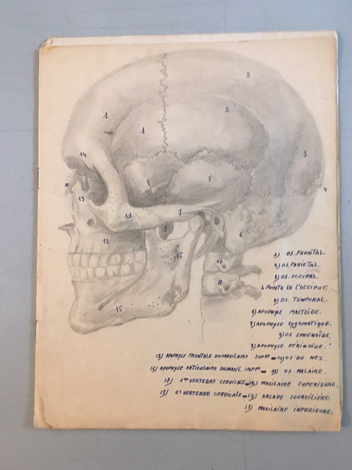 Superb Anatomical Anatomy Notebook Curiosities Hand Drawn Pencil 1960 ...