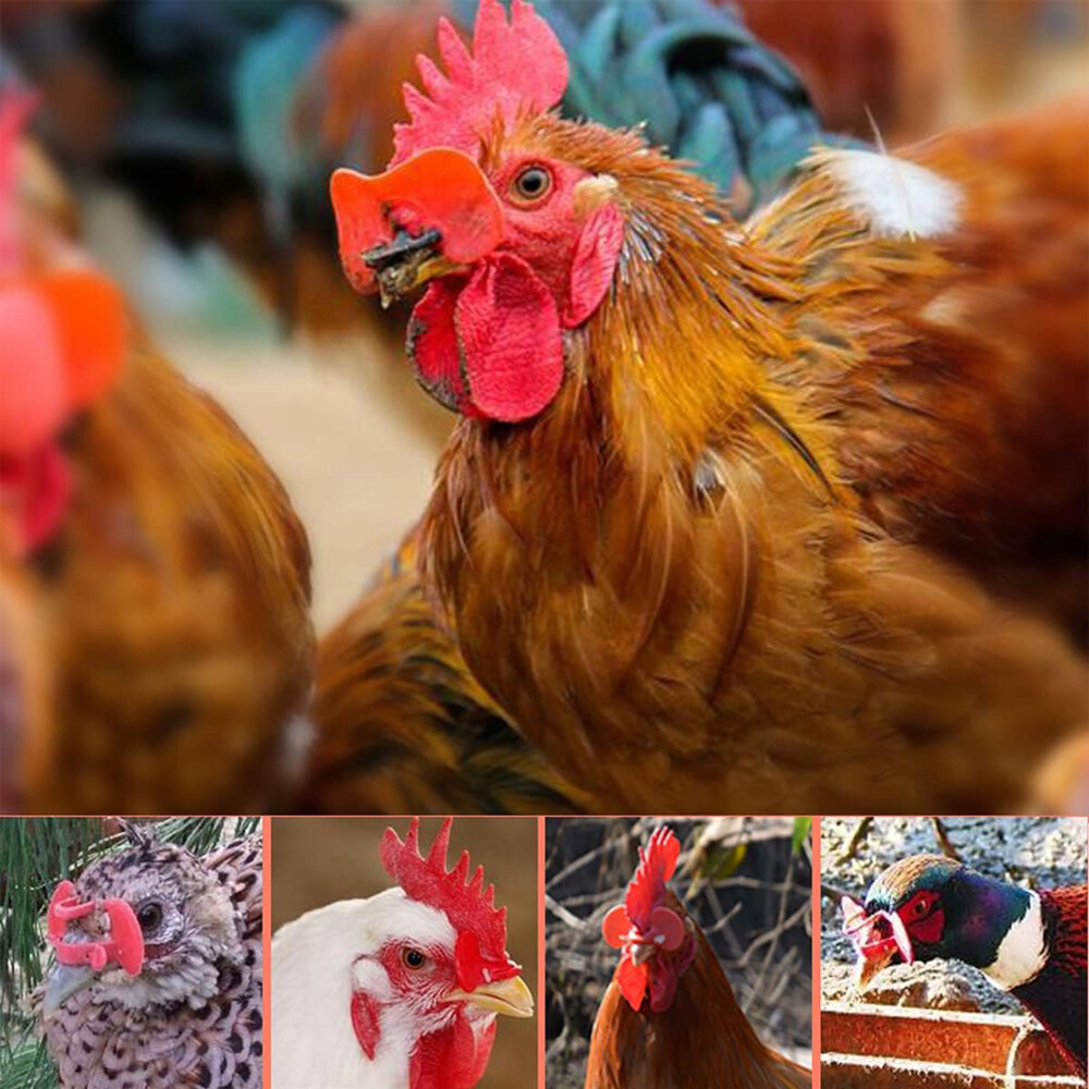 100PCS No Fighting Pinless Chicken Peepers Pheasant Poultry Blinders ...