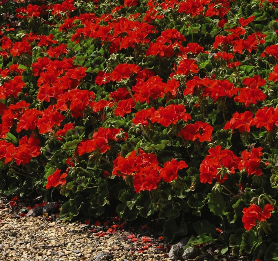 T&M Geranium Best Red Garden Plant Patio Half-hardy Perennial Flowering ...