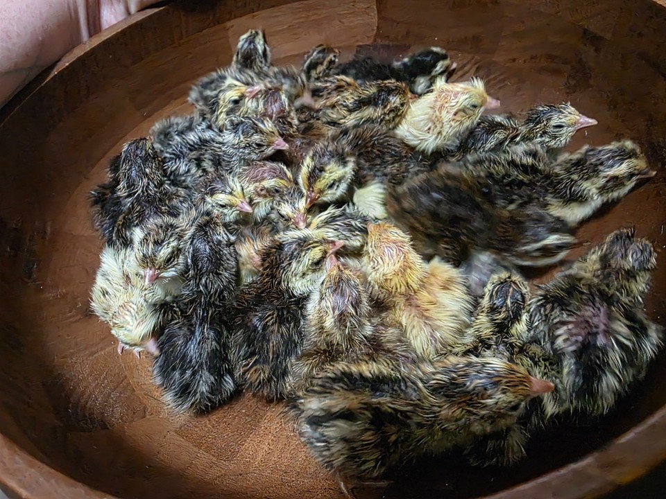 70+10free quail hatching eggs Jumbo coturnix mixed all colors | eBay