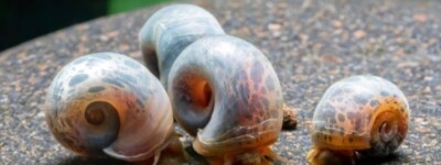 25+ 5 MIXED Ramshorn Snails BLUE, PINK, RED, with LEOPARD morphs. Can ...