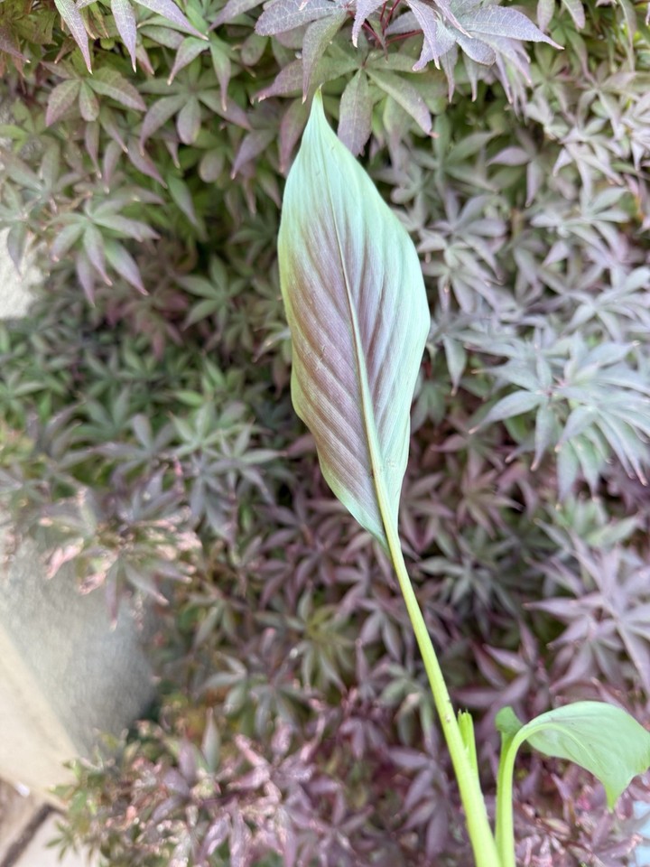 Bordelone Banana Plant – Rare Edible Variety – Live Rooted Plug | eBay