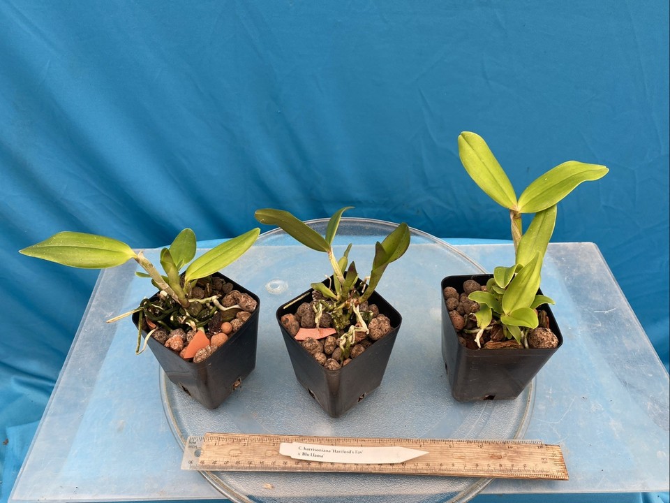 Cattleya harrisoniana ‘Hartford’s Fav’ X ‘Blu Llama’ Orchid Species 4 ...