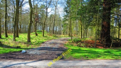 Photo 6x4 Looking west into woodland, Arbury Park Stockingford c2015 ...