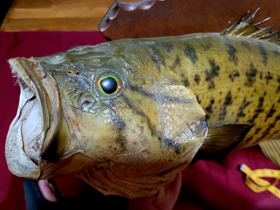 SMALLMOUTH BASS FISH MOUNT TAXIDERMY CABIN TACKLE DECOR LARGEMOUTH-21 ...