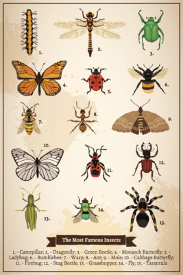 The Most Famous Insects Vintage Book Page Diagram Art Print Poster ...
