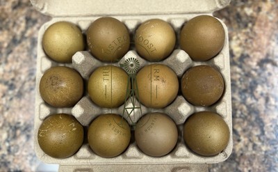 Olive Egger Hatching Eggs F1-F3/BC 12++ NPIP | eBay
