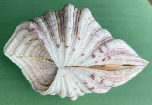 Bear Paw Hippopus Sea Shell 4.5 inch ~ matched pair | eBay