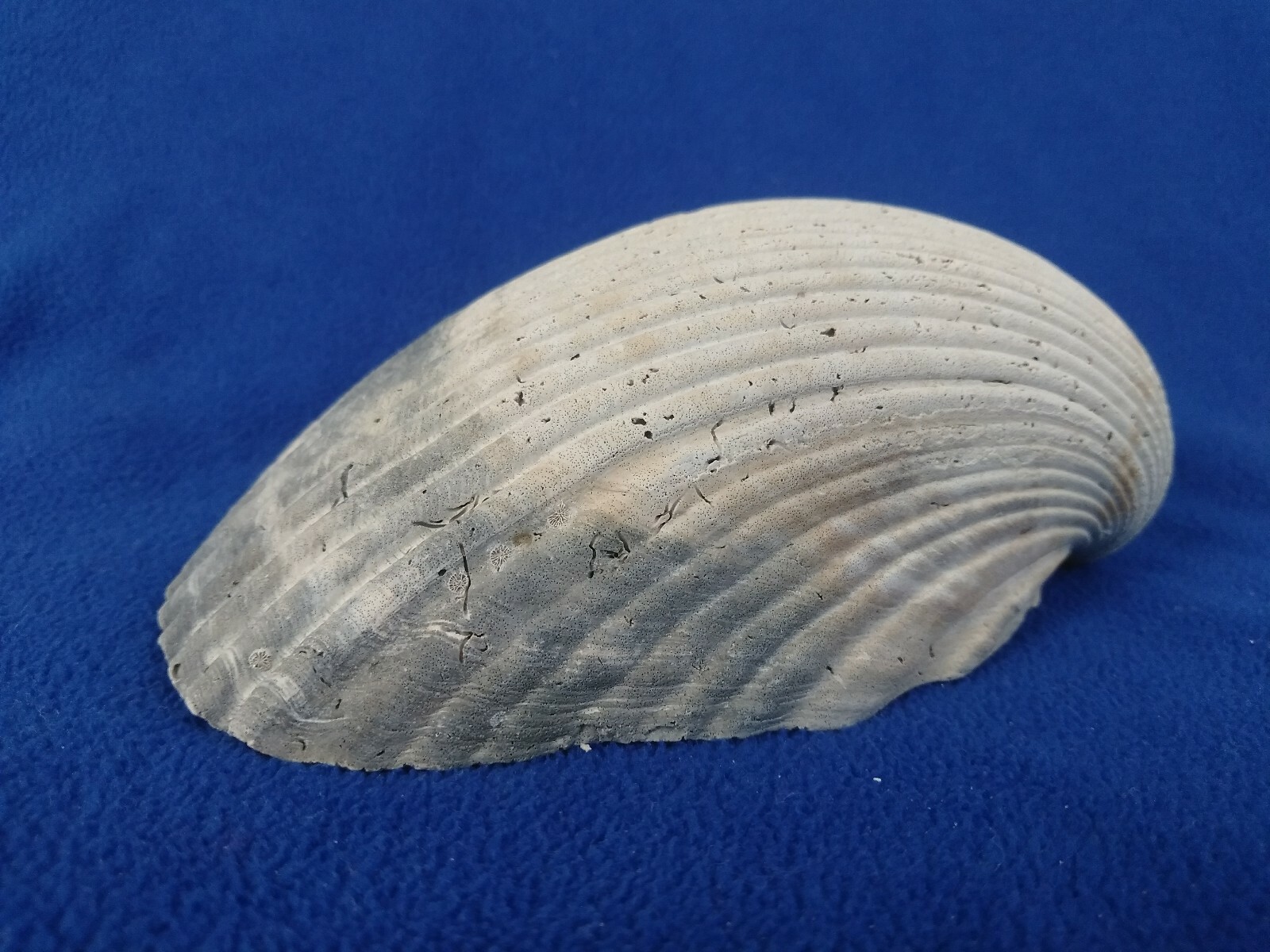 CK01 Atlantic Giant Cockle Shell Dinocardium Robustum Cardiidae Nautica ...