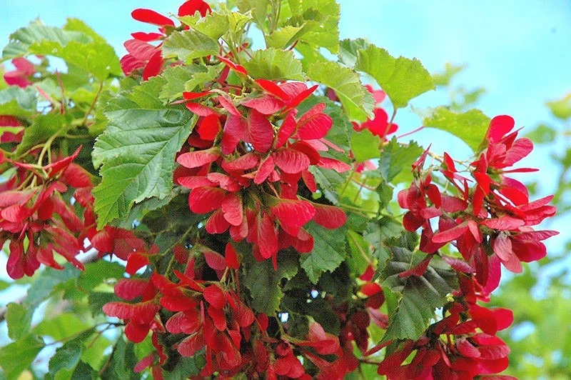 Acer Tataricum Pattern Perfect