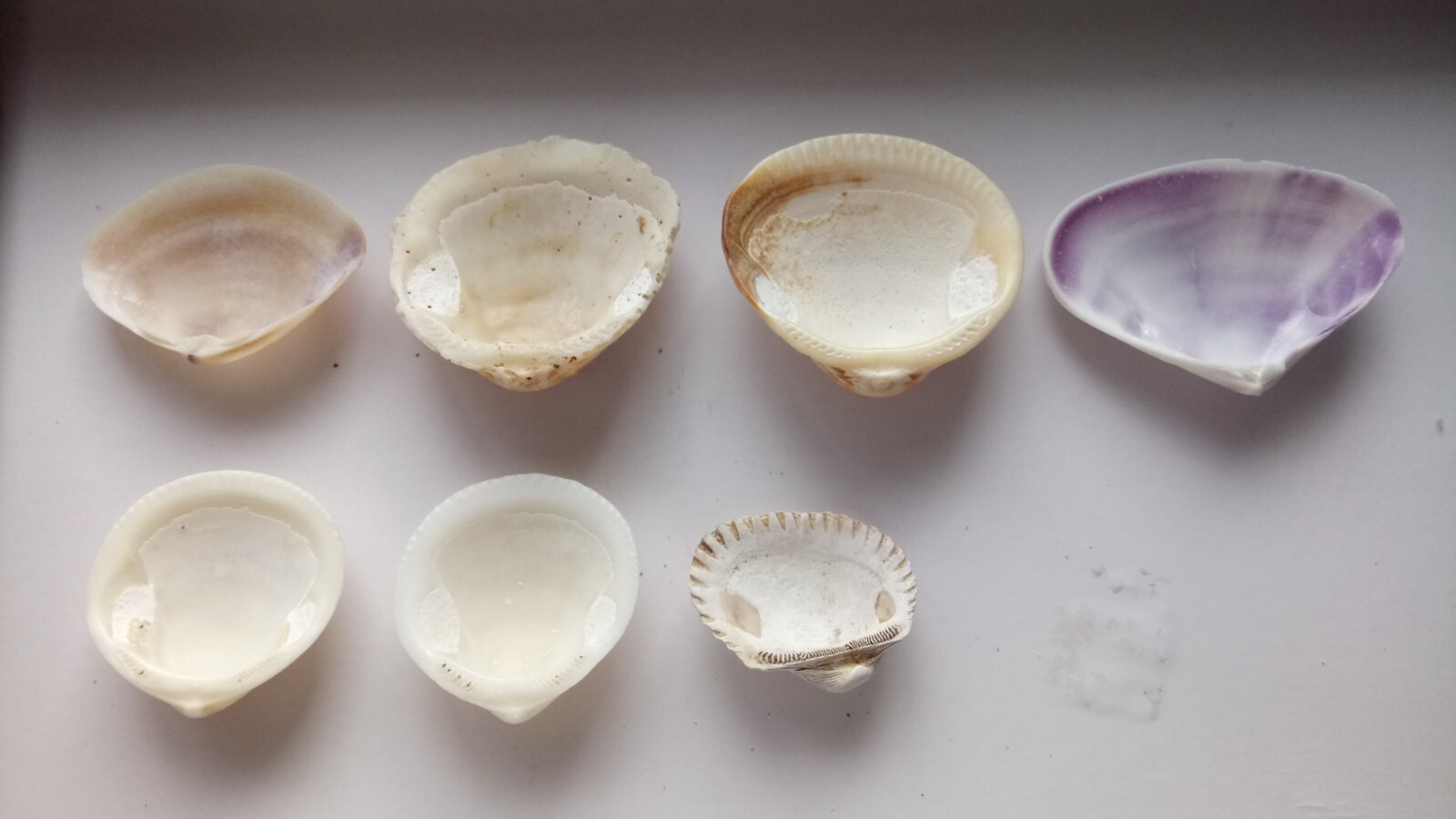 7 assorted shells lot from Australia ocean 3.7 - 5.7 cm belt home decor ...