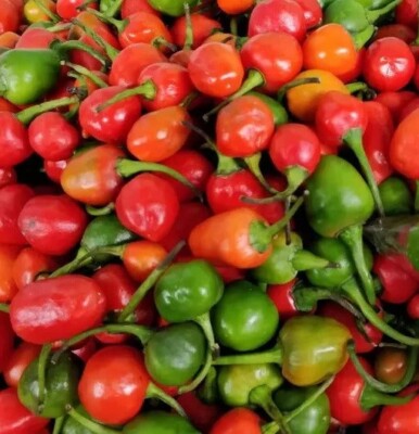 AKABARE KHURSANI CHILLI SEEDS Capsicum Vegetable Seeds Chilli Akabare ...