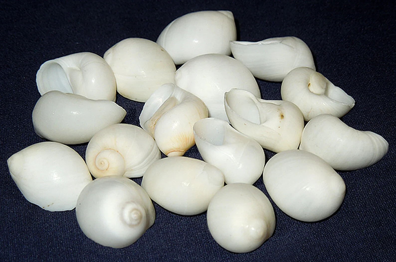 Natica White Moon Snail Seashells ~1/2"-1"~ (25 Shells) | eBay