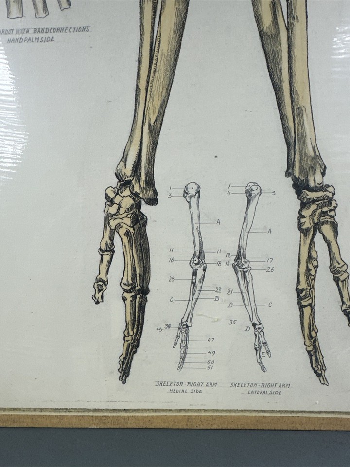 Vtg Orig Hand Pencil/Colored Drawn Human Anatomy Arm Bone Drawing ...