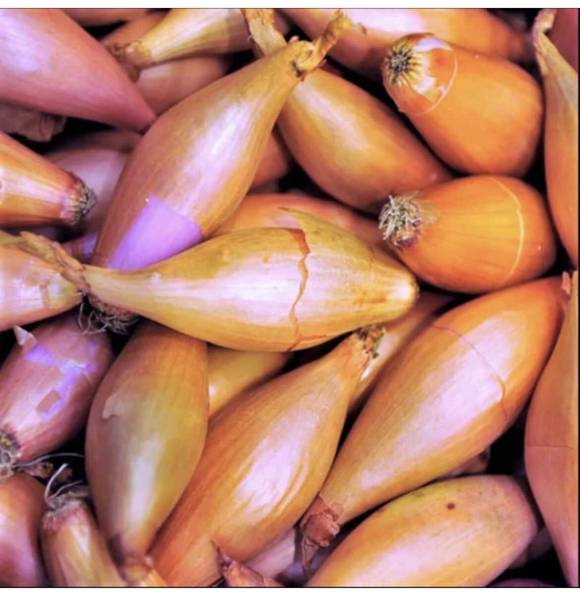 MIXED SHALLOT SETS (French & Round Bulbs) - NON-GMO Multiplier Onion ...