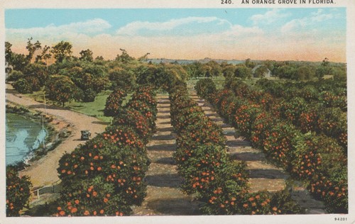 Delectable Orange Grove Growing in Sunny Florida White Border Vintage ...