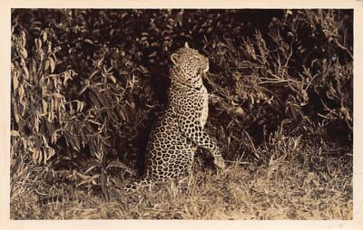 Kenya - Cheetah - REAL PHOTO by Martin Johnson - Publ. A. H. Wardle ...