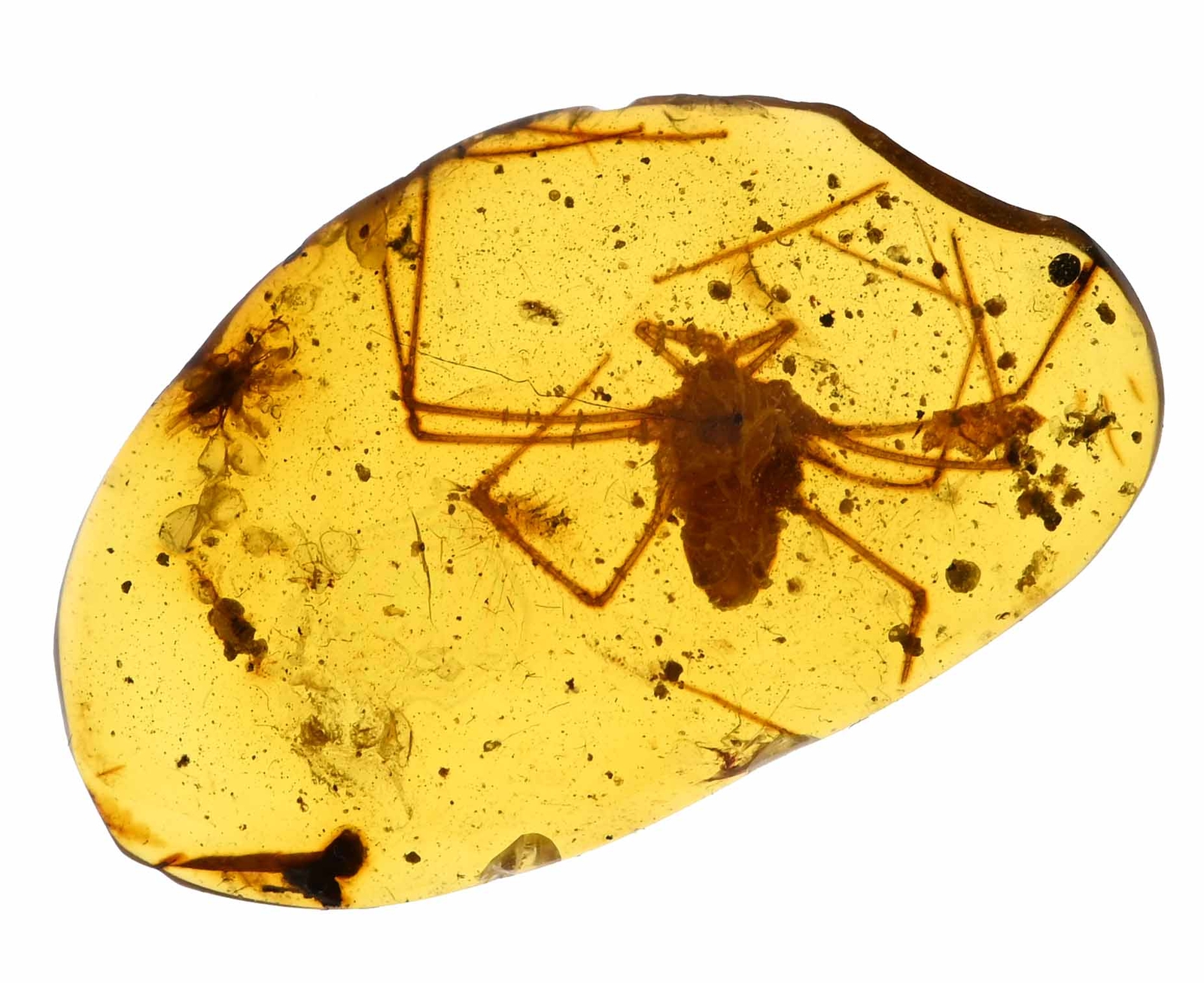 Rare Huge Amblypygi (Whip Spider), Fossil inclusion in Burmese Amber | eBay