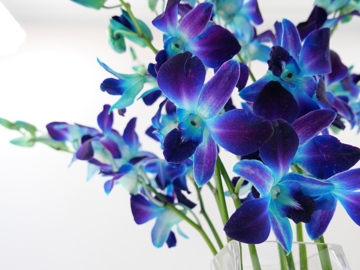 Dendrobium Centerpieces