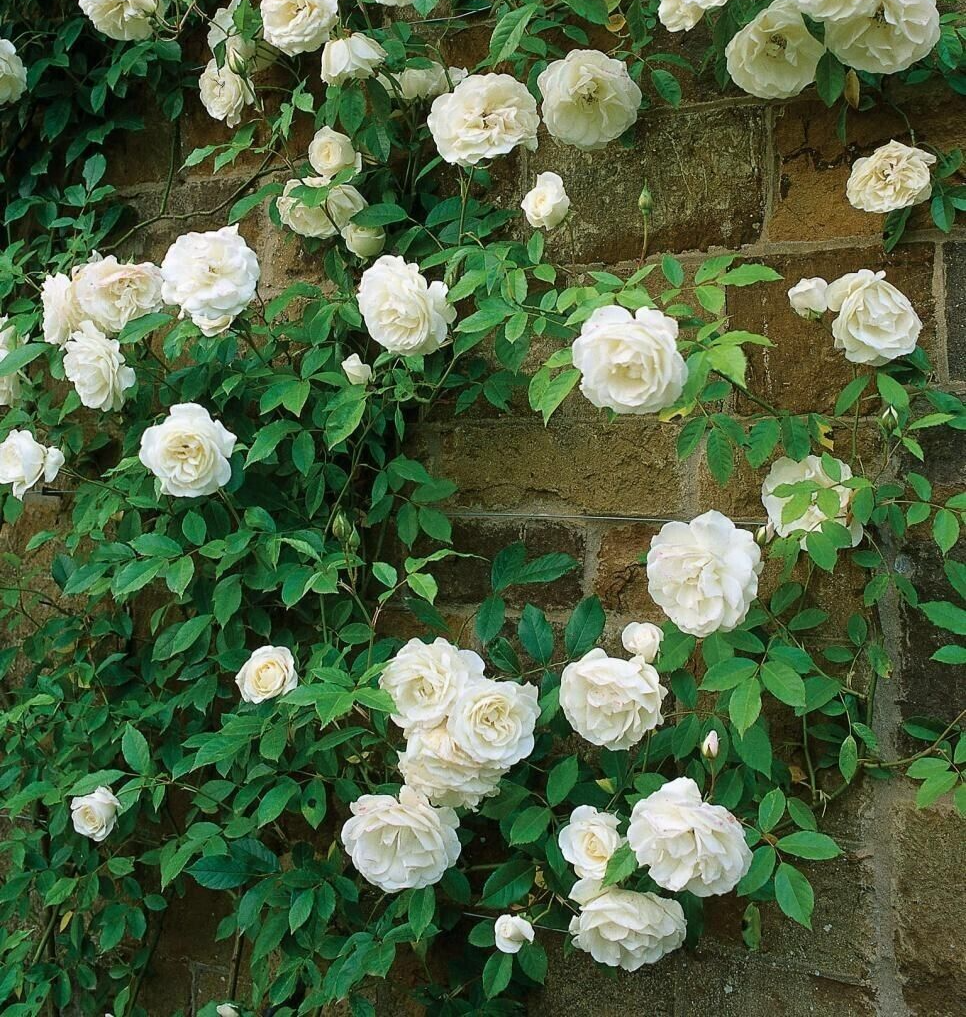 Most Fragrant White Rose