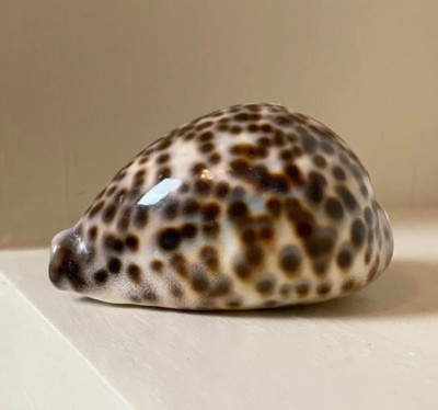 Large Natural Polished Tiger Cowrie Seashell Rare Real Aquarium Decor 2 ...