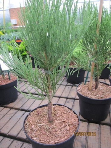 Sequoiadendron giganteum compactum - Zwergiger Mammutbaum | eBay