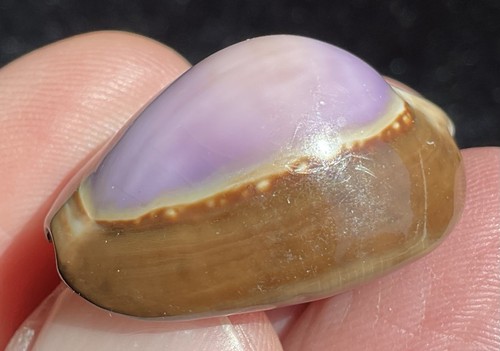 Vtg Cypraea Caput Serpentis Seashell Cowrie Cowry Shell Gem 30mm Purple ...