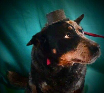Grey train conductor costume birthday party top hat for dogs, cats etc ...