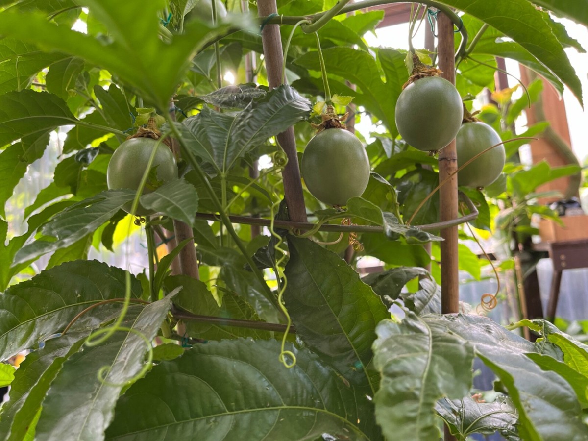Passion Fruit Plant Varieties PASSIONFRUIT Varieties Echuca Moama