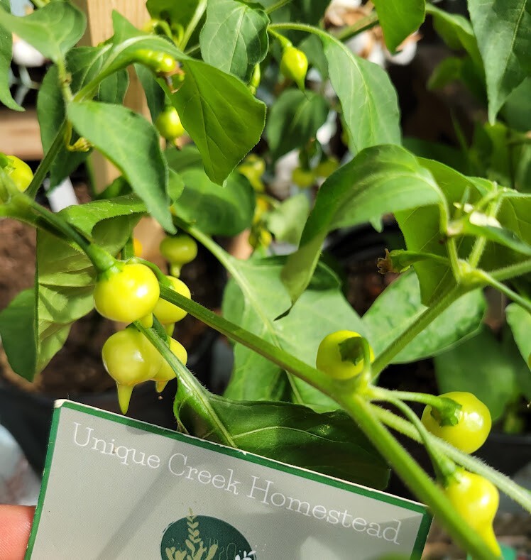 Biqunho Mildly YELLOW Little Beak Chili Pepper Seeds Unique Creek ...