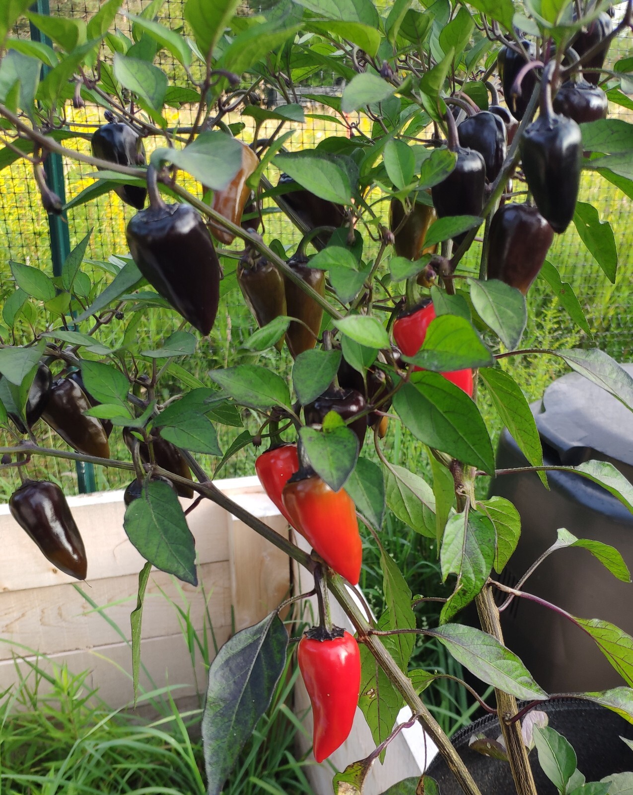 COUNT DRACULA Pepper Seeds 25,000-50,000 Scoville SHU Vampire HOT Chili ...