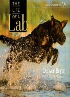 The Life of a Lab-Denver Bryan | eBay UK